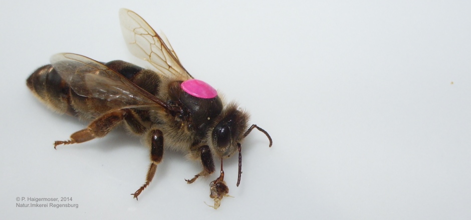 Natur.Imkerei Regensburg - Bienen als Partner zum Erhalt der Natur!