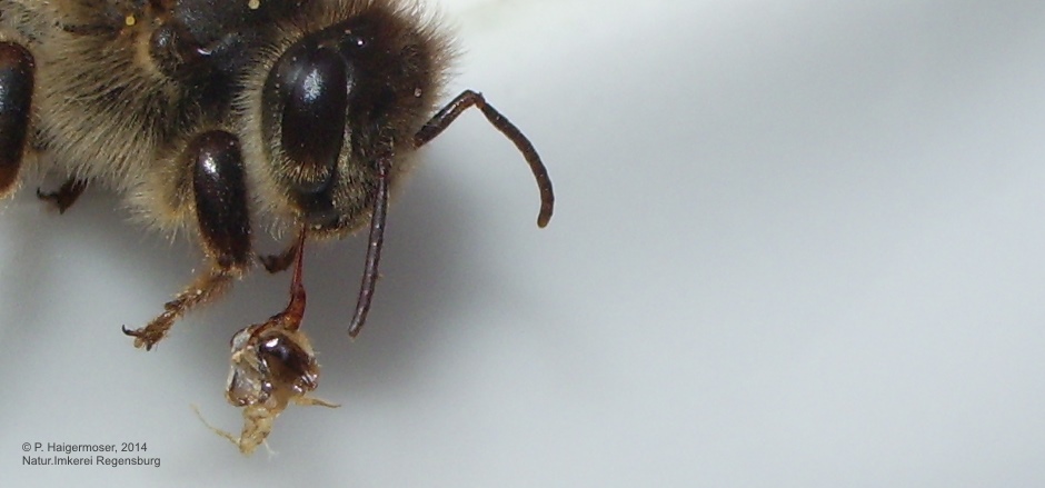 Natur.Imkerei Regensburg - Bienen als Partner zum Erhalt der Natur!